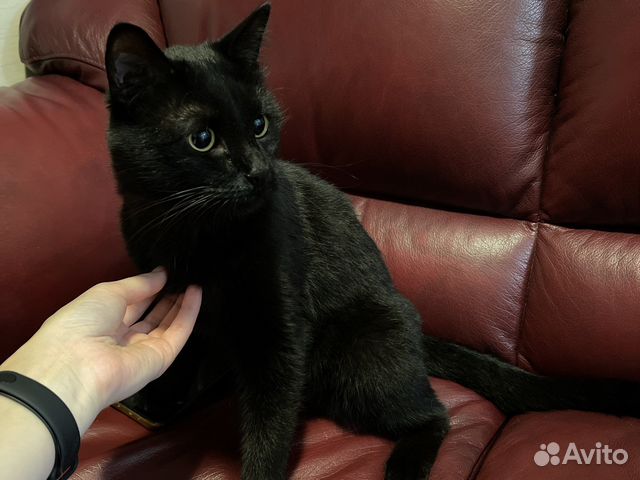 Черный котик купить в Челябинске | Животные и зоотовары | Авито