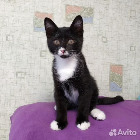 Котёнок мальчик в добрые руки бесплатно