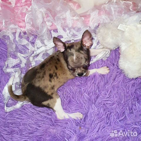 Мини малышка эксклюзивная девочка чихуахуа