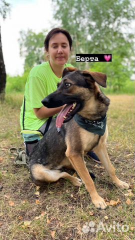 Собака в добрые руки. Берта