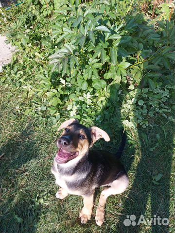 Собака щенок в дар 3 месяца мальчик