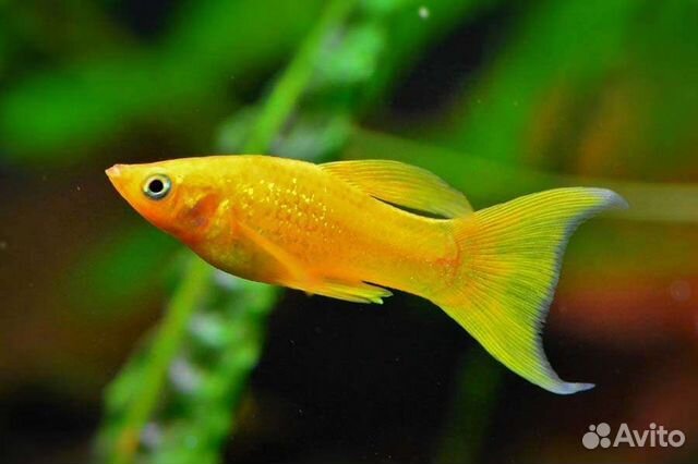 Моллинезия