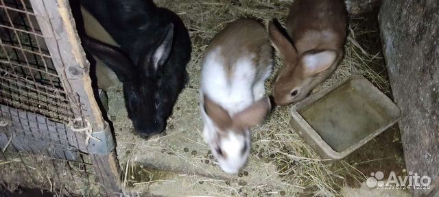 Кролики мясных пород