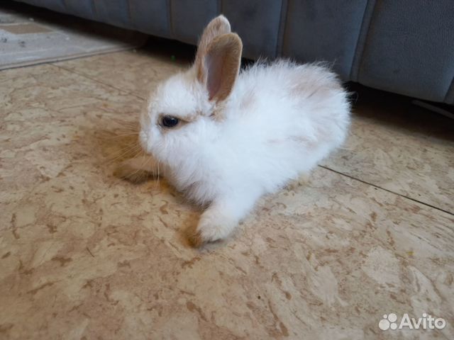 Декаративный кролик бесплатно