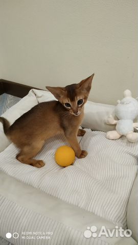 Абиссинский котенок