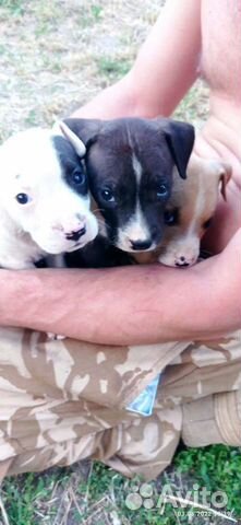Щенки пит-буля