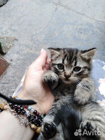 Котята в добрые руки
