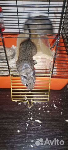 Белка дегу бесплатно