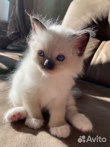 Священная бирма котенок мальчик