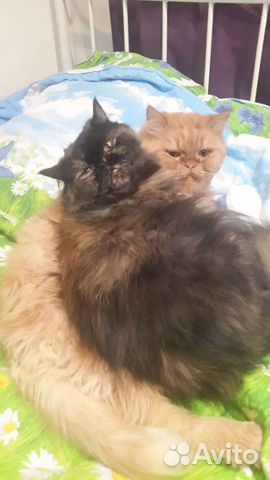Персидские котята
