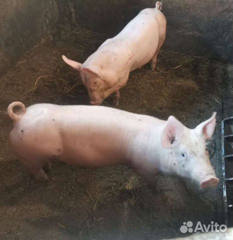 Поросенок гибрид пьетрен- дюрок на племя