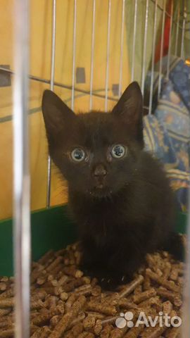 Чёрный котенок