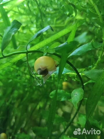 Улитка ампуляшка