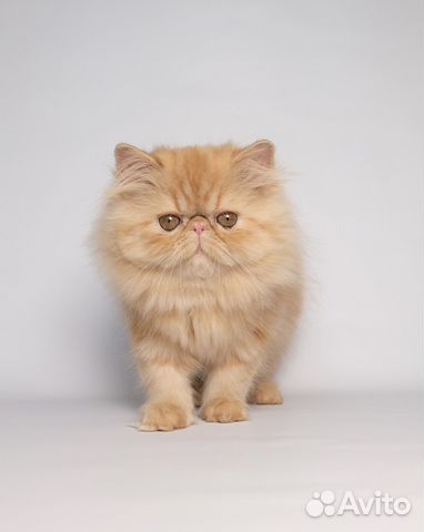 Персидская девочка 3 мес