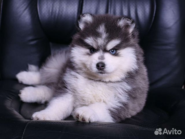 Голубоглазик
