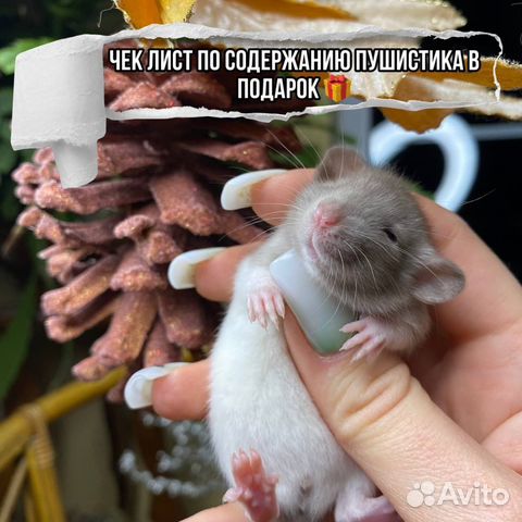 Дамбо крысы, крысята, крыса. Питомник