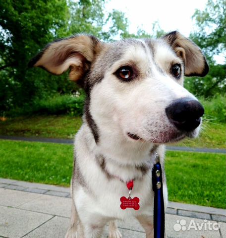 Времени осталось мало, некуда идти собаке