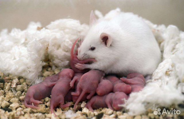 Кормовые мыши