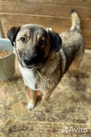 Поздравляем, собака Мира выбрала вас