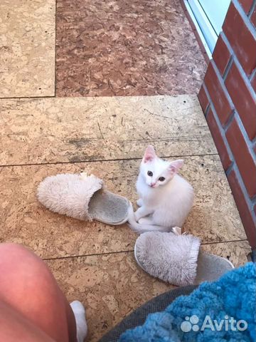 Отдам котёночка в добрые руки