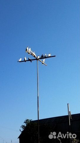 Продажа бакинских голубей