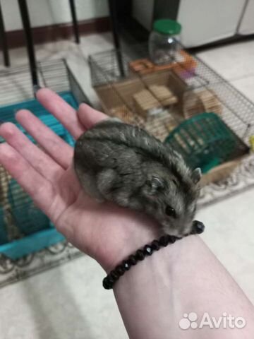 Джунгарские хомячки с клетками мальчики