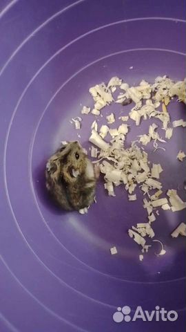 Джунгарские хомячки