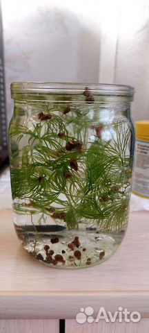 Улитки катушки и физы