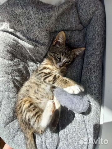 Котенок в добрые руки
