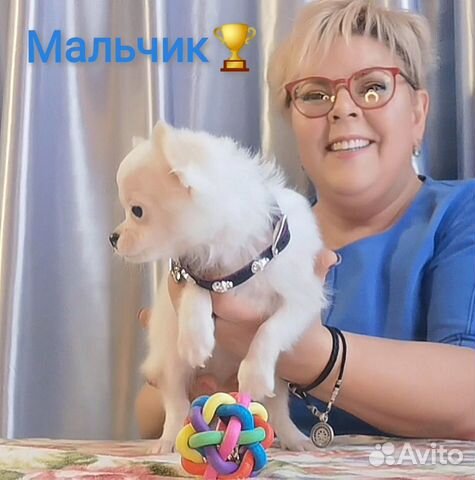 Чихуахуа, щенки мини