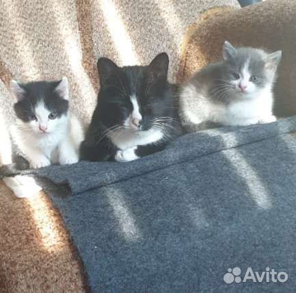 Котятки девочки 1,5 мес