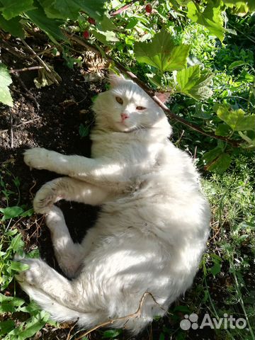 Кот кастрированный в добрые руки