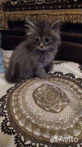 Котенок ищет дом