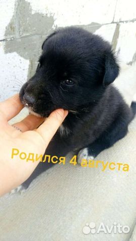 Собака в добрые руки отдам бесплатно