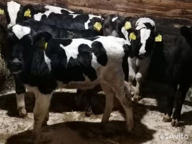 Телята бычки