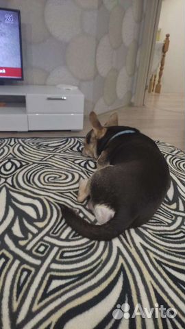 Домашние животные собаки бесплатно