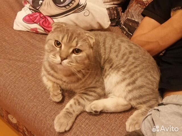 Шотландский вислоухий кот вязка