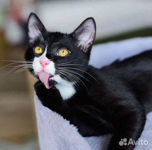 Котёнок 3.5м, ласковый, охотник, нежный