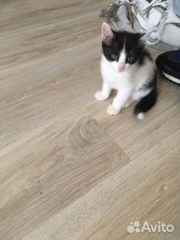 Котята приучены к лотку, здоровы, едят все