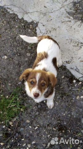 Собаки и щенки бесплатно