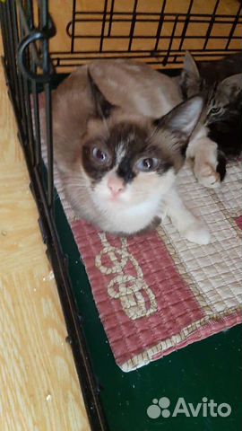 Тайские котята бесплатно