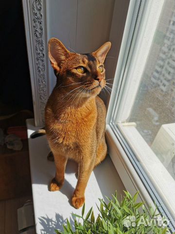 Абиссинский кот под разведение
