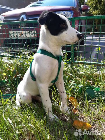 Зая в добрые руки