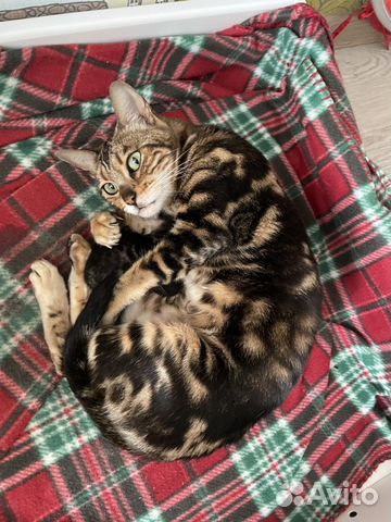 Кошка бенгалка