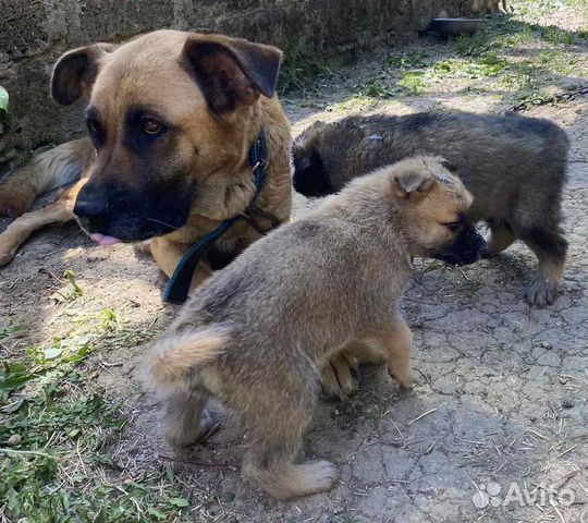 В хорошие руки