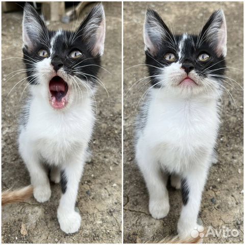 Котята мальчики ищут самых лучших мампап