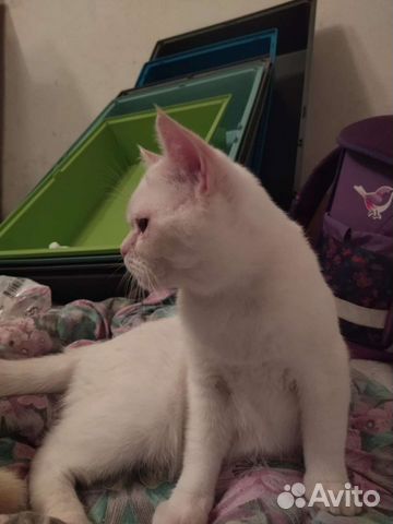 Кошки