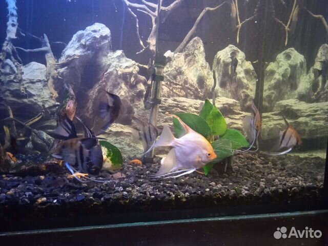 Скалярии взрослые