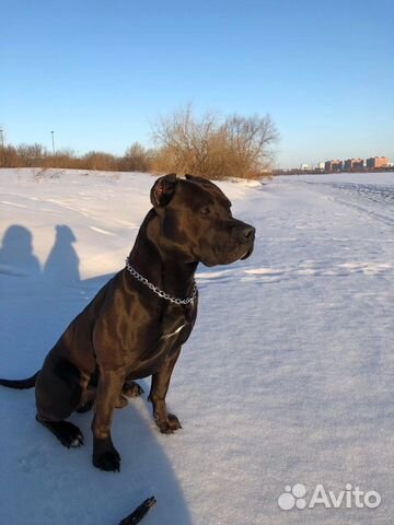 Вязка амстаффа