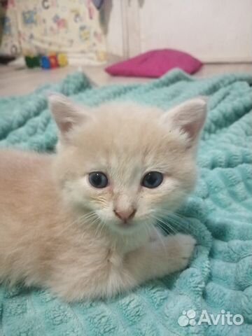 Отдам котенка